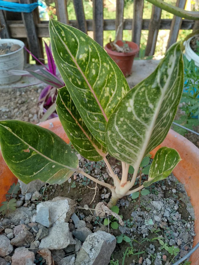 Cute Plant with Beautiful Leaf Texture Stock Image - Image of cute ...