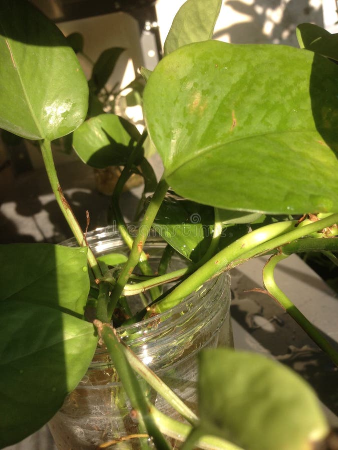 Cute plant sun stock image. Image of freshing, cute - 202677999