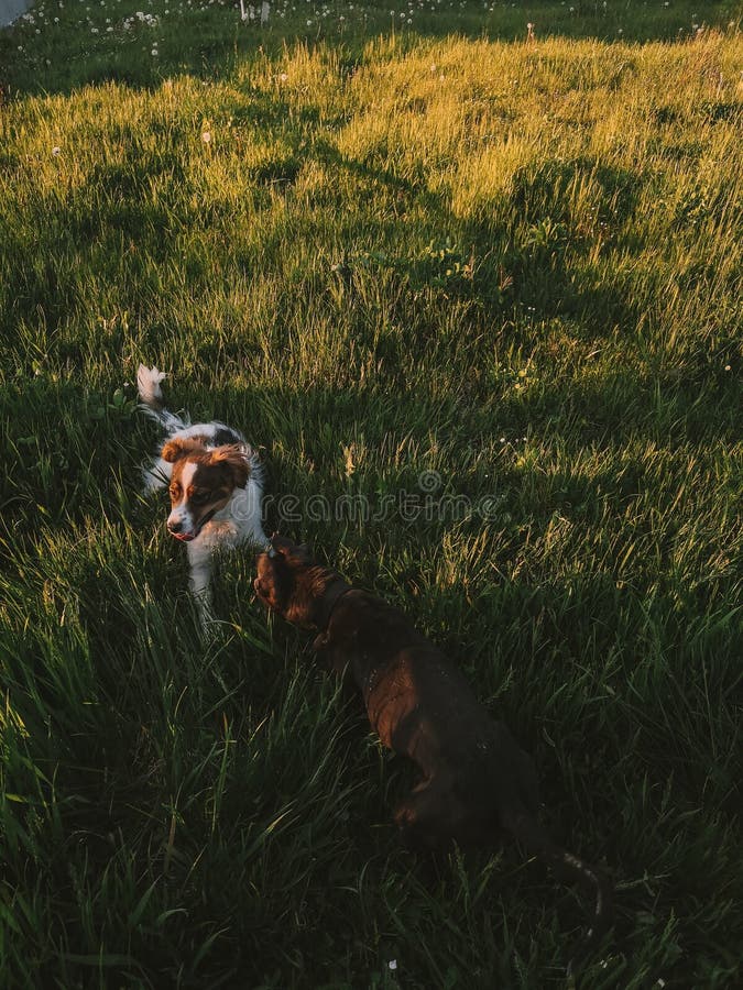 Cute Play of Dogs in a Field Stock Photo - Image of mammal, canine ...