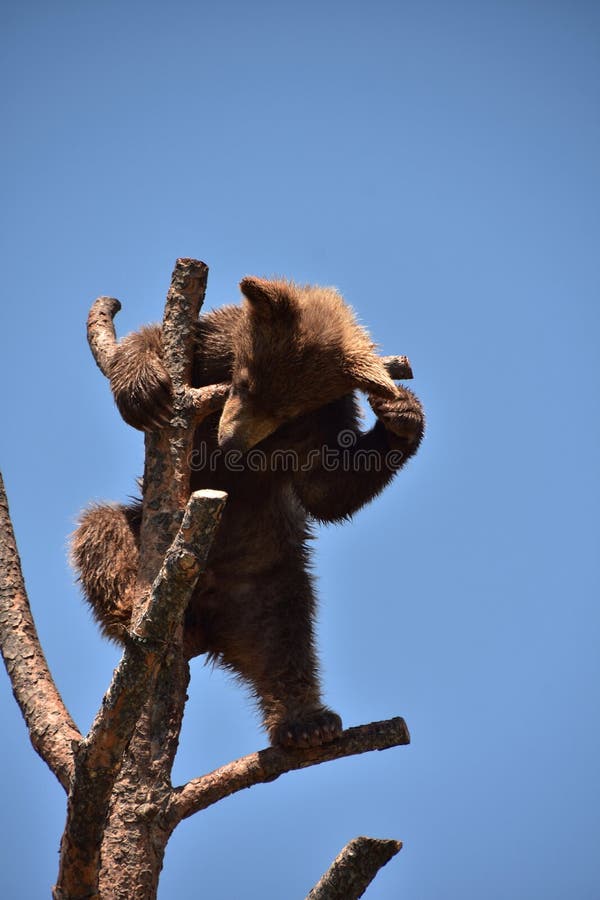Cute and Playful Black Bear Cub in a Tree Stock Photo - Image of bear ...