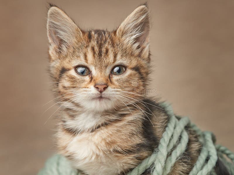 Cute Playful Tabby Kitten Wrapped in Wool Yarn Stock Image - Image of ...