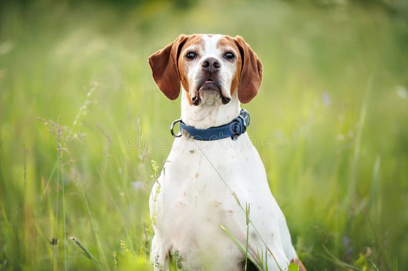 Cute Pointer Dog Portrait Outdoors in Summer Stock Image - Image of ...