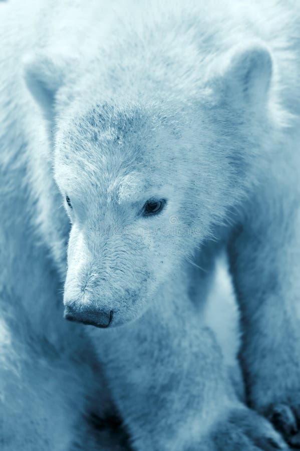Cute polar bear cub stock photo. Image of adorable, animal - 35977712