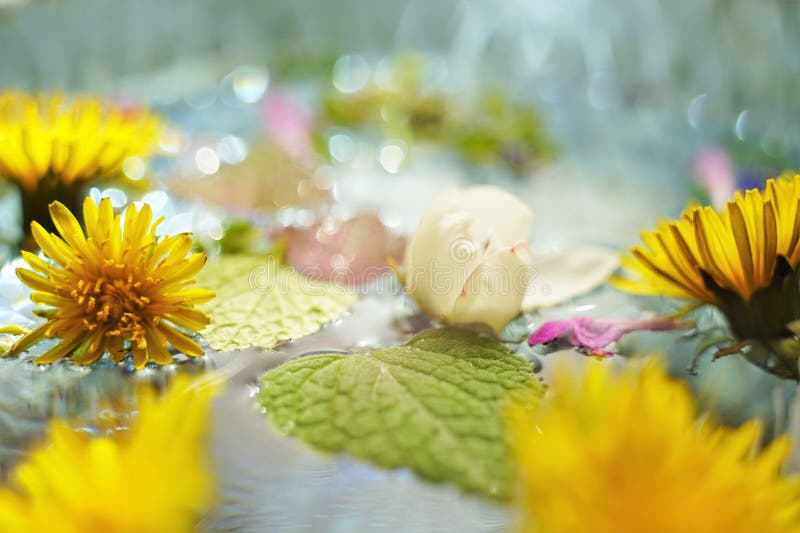 Cute Pollen Flowers Float in the Water of a Blue Bowl Stock Image ...