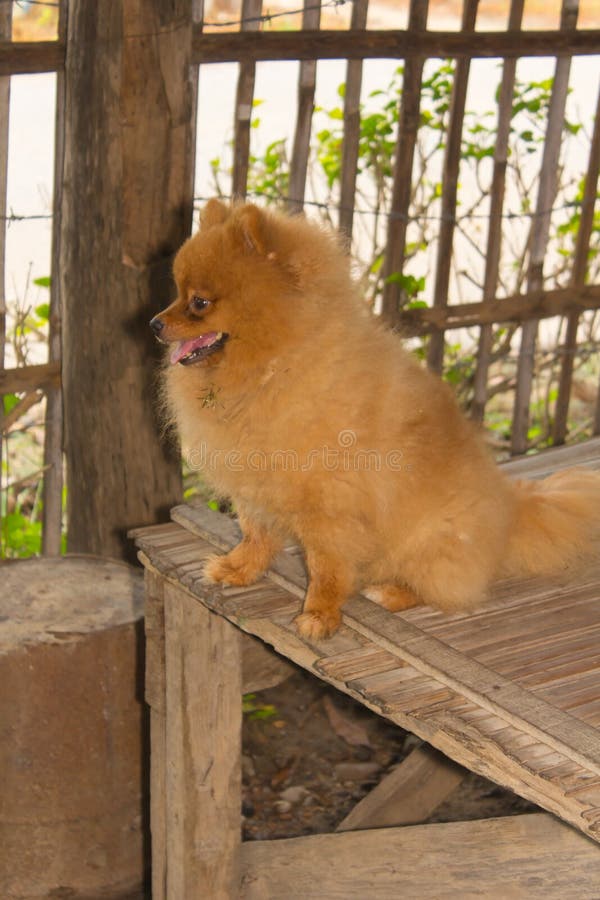 Cute Pomeranian, Animal Pet Mammal Stock Image - Image of funny, canine ...