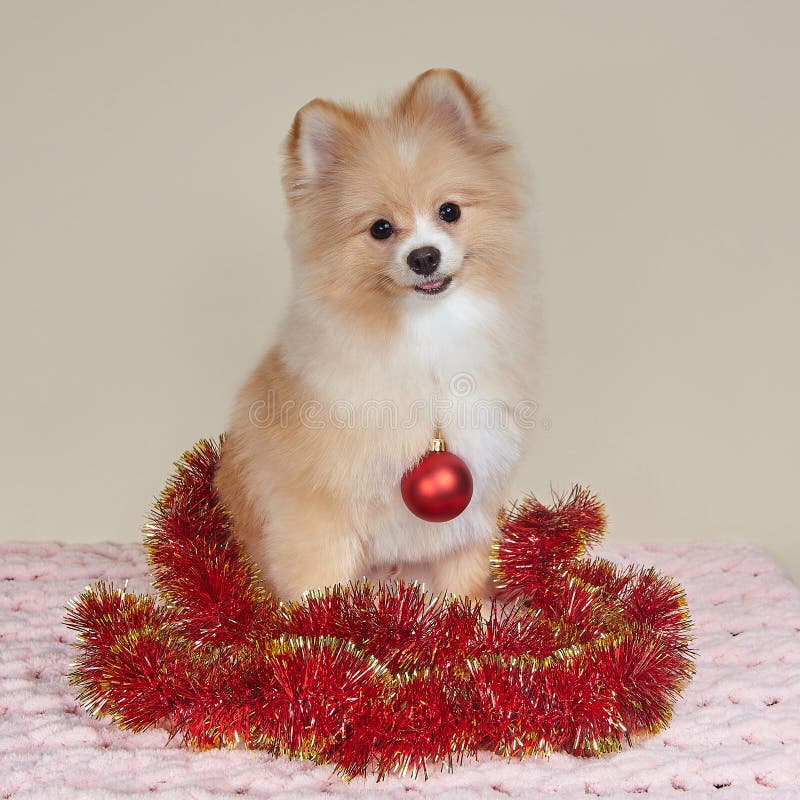 Cute Pomeranian with Christmas Tree Toy Stock Image - Image of ...