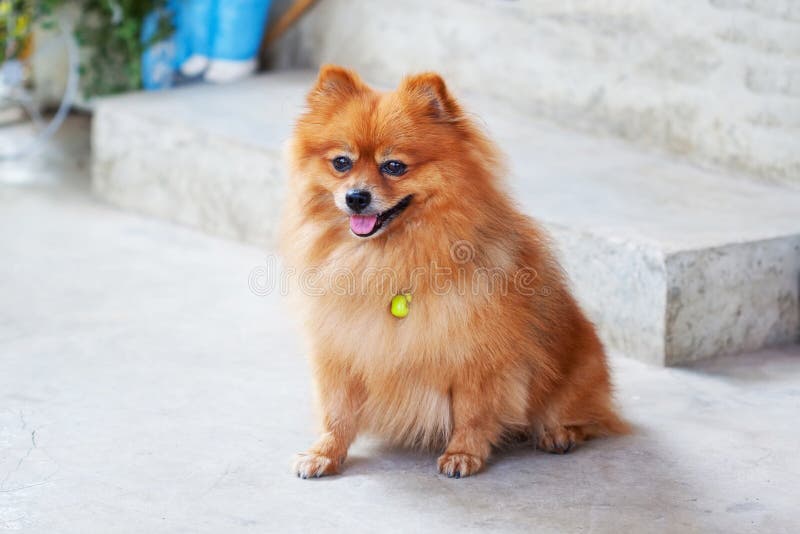 Cute pomeranian dog stock photo. Image of furry, home - 63238228