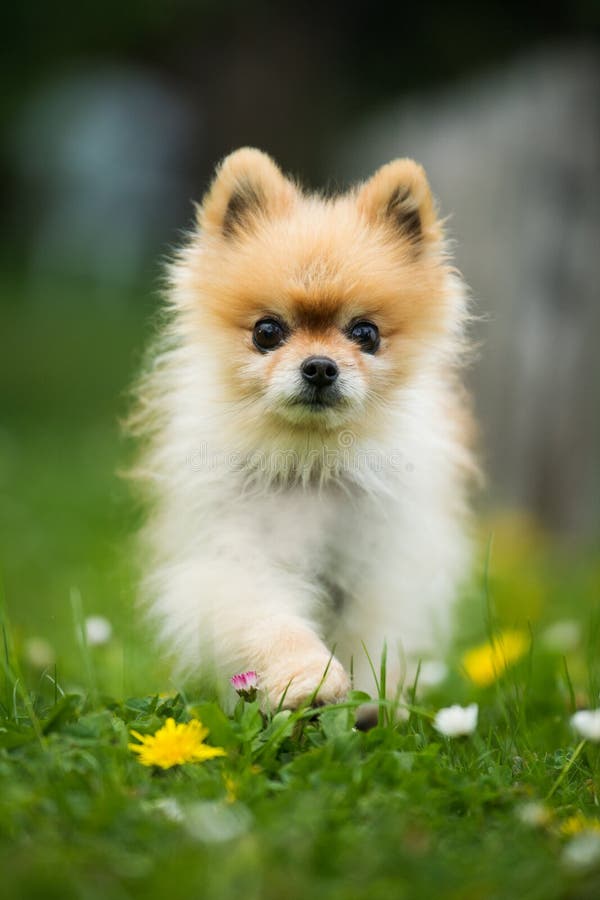 Cute Pomeranian Dog in a Spring Meadow Stock Photo - Image of flowers ...