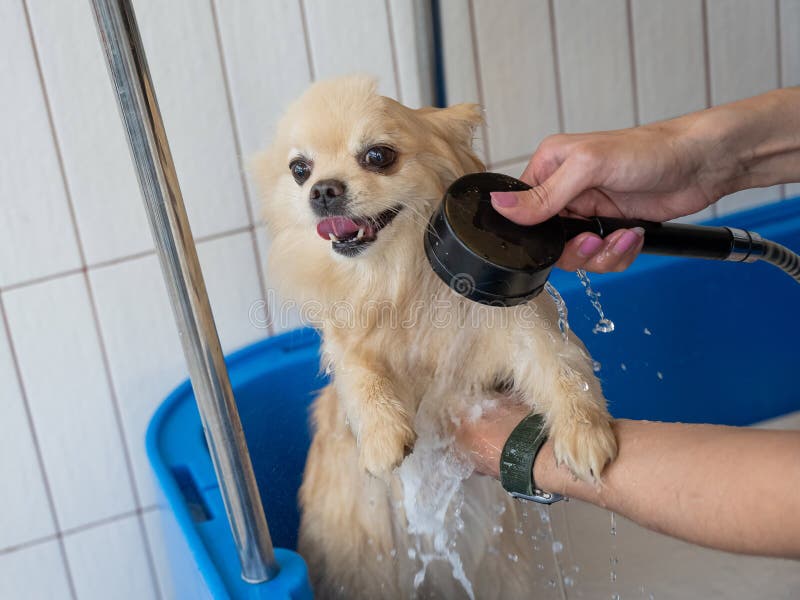 Cute Pomeranian at the Grooming. Dog in the Shower. Stock Photo - Image ...