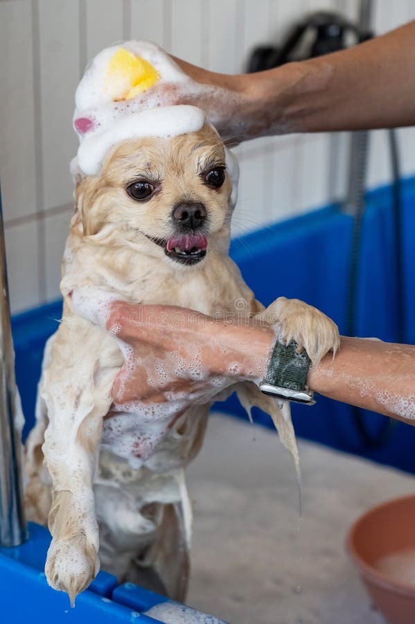 Cute Pomeranian at the Grooming. Dog in the Shower. Stock Photo - Image ...