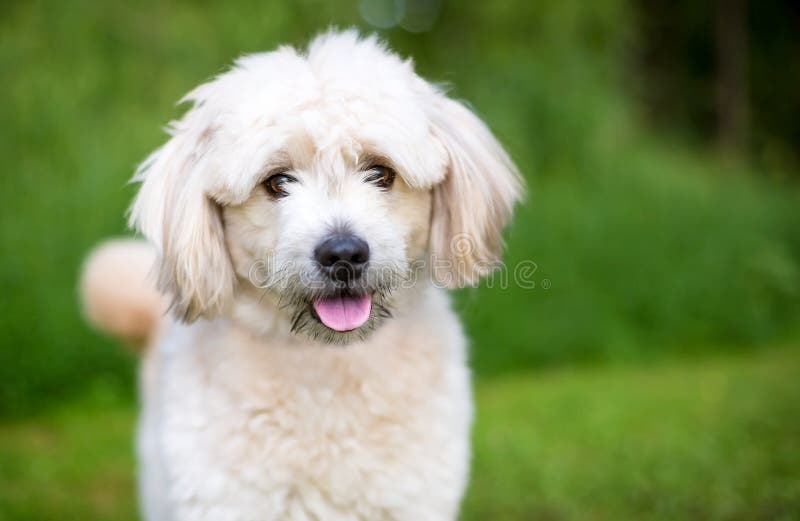 A Cute Pomeranian X Poodle Mixed Breed Dog Stock Image - Image of furry ...