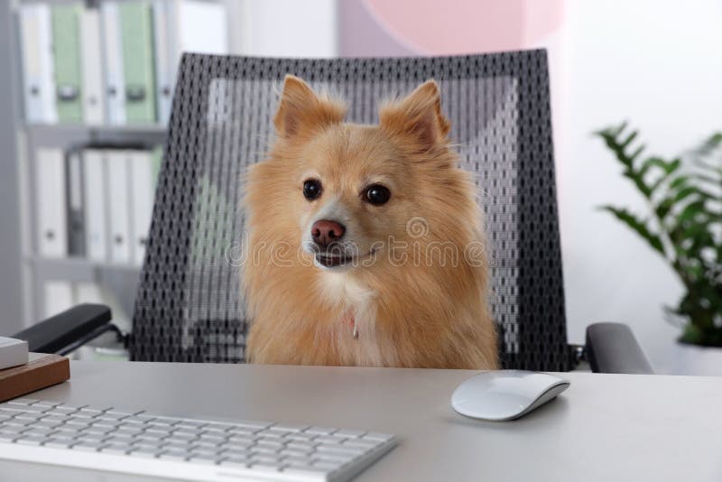 Cute Pomeranian Spitz Dog at Table in Office Stock Image - Image of ...