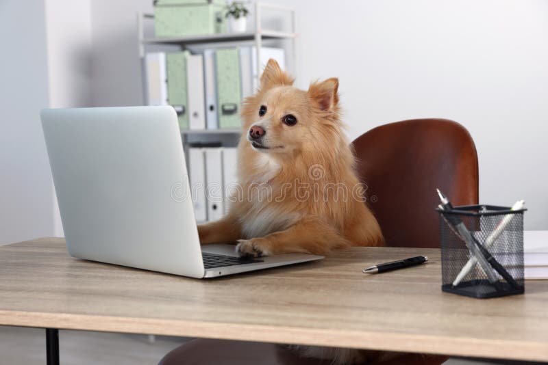 Cute Pomeranian Spitz Dog at Table in Office Stock Image - Image of ...