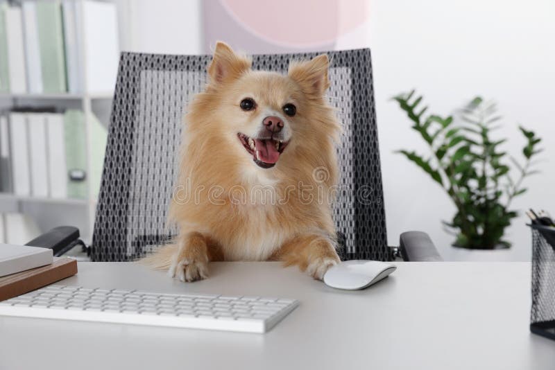 Cute Pomeranian Spitz Dog at Table in Office Stock Photo - Image of ...