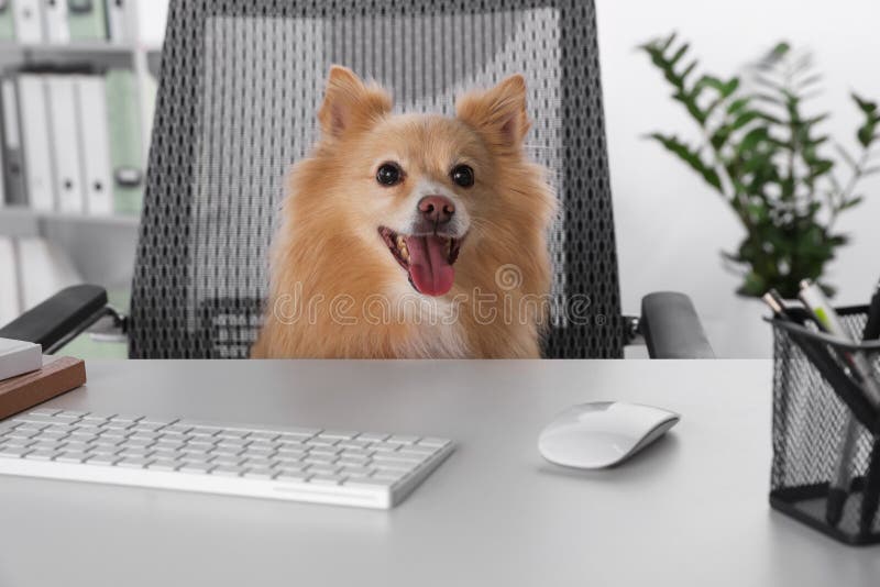 Cute Pomeranian Spitz Dog at Table in Office Stock Photo - Image of ...