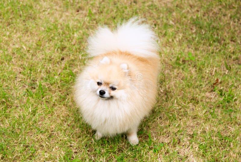 Cute Pomeranian Spitz on Green Grass Background Stock Image - Image of ...