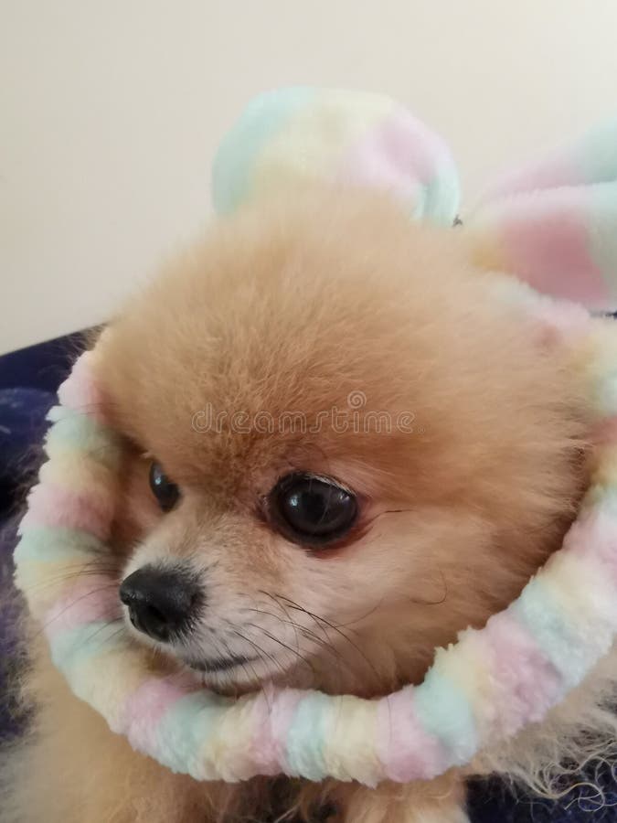 Cute Pomeranian Spitz with Headbend Stock Photo - Image of domestic ...