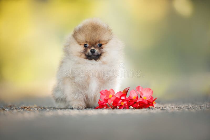 Cute Pomeranian Spitz Puppy Posing Outdoors in Autumn Stock Photo ...