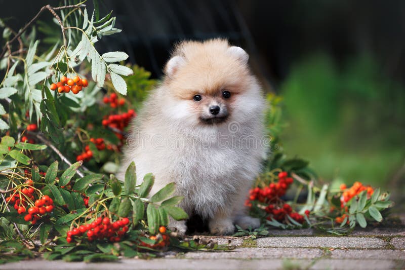 Cute Pomeranian Spitz Puppy Posing with Rowan Tree Branches Outdoors ...