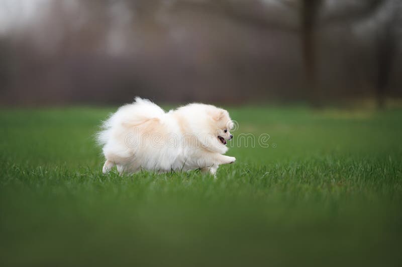 Cute Pomeranian Spitz Puppy Running on Grass in the Park Stock Photo ...
