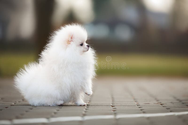 Cute Pomeranian Spitz Puppy Sitting Outdoors, Side View Stock Image ...