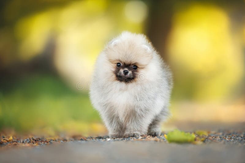 Cute Pomeranian Spitz Puppy Standing Outdoors Stock Image - Image of ...