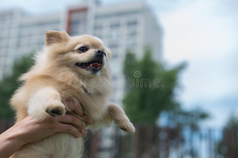 Cute Pomeranian on a walk. stock photo. Image of pomeranian - 397311698