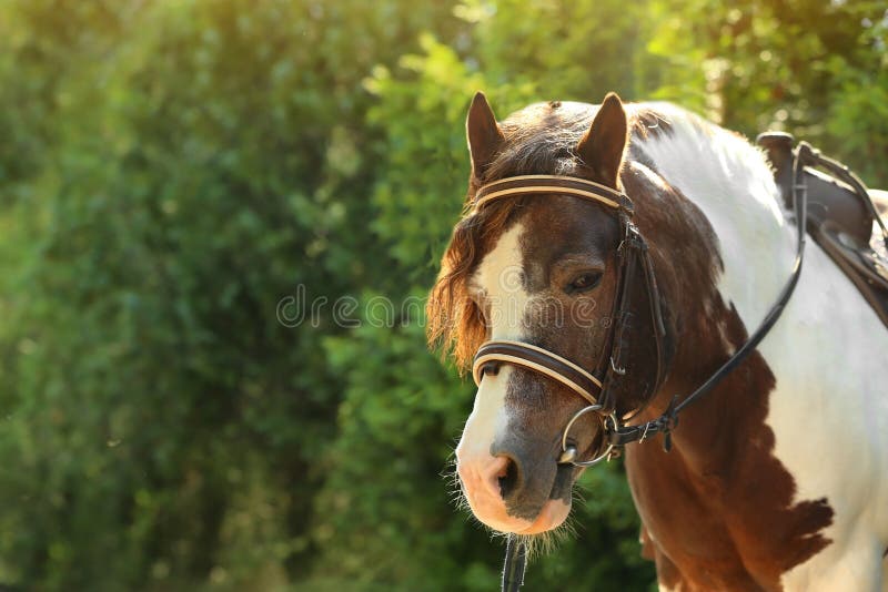 Cute Pony with Bridle in Green Park on Sunny Stock Photo - Image of ...