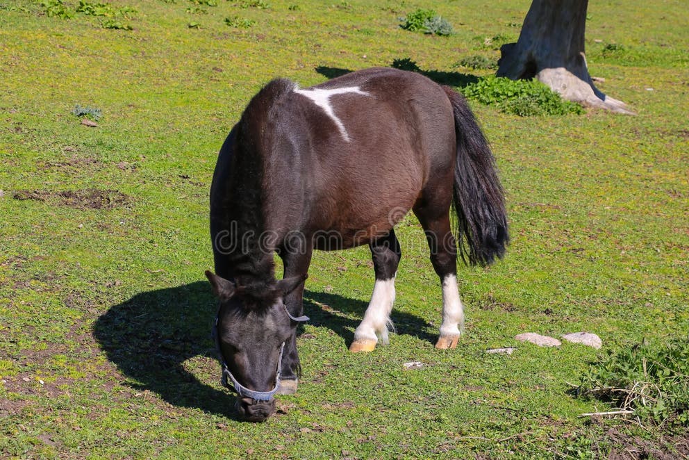 Cute Pony Eating Grass in a Meadow Stock Image - Image of agriculture ...