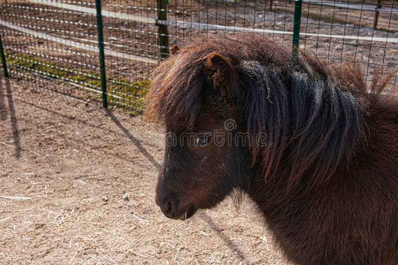 Cute pony foal stock image. Image of nature, foal, country - 269524239