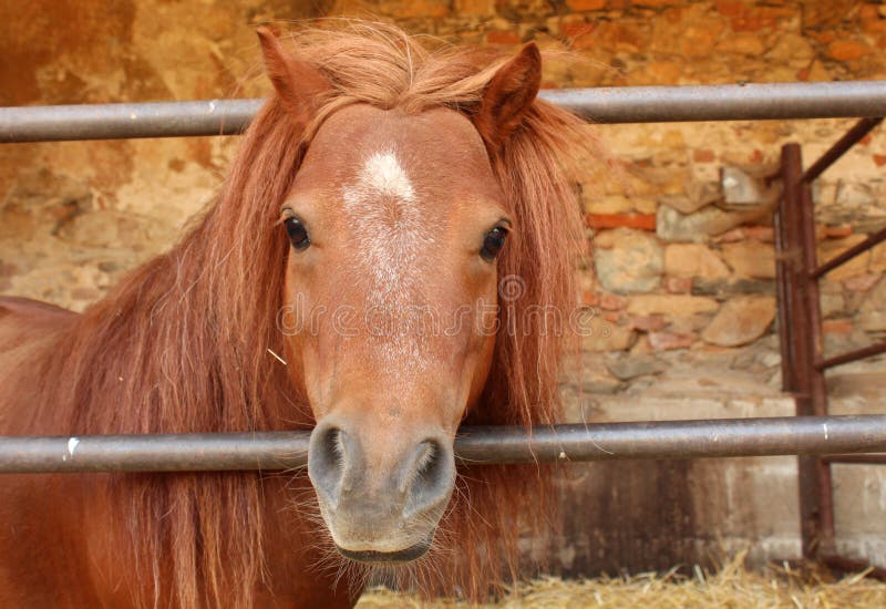 Cute pony horse stock image. Image of meadow, nature - 58177655