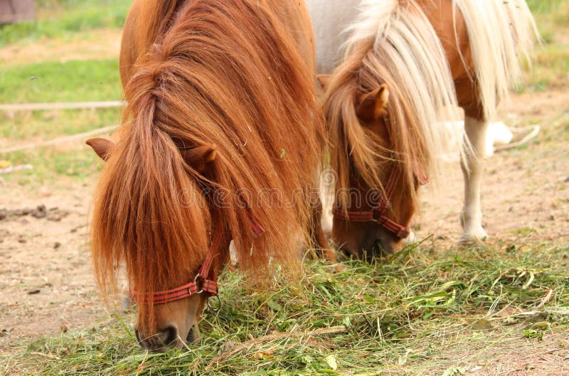 Cute pony horses stock image. Image of beauty, meadow - 58174699
