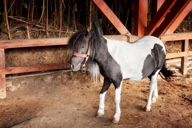 Cute pony in the stable stock image. Image of hair, beautiful - 126168899