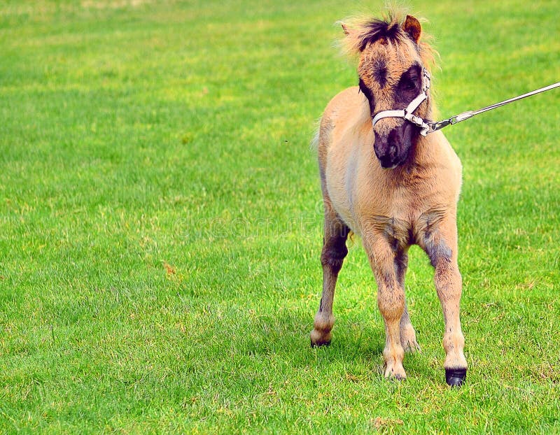 Cute pony foal stock photo. Image of horse, adorable - 62167848