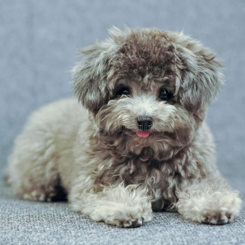 Cute Poodle stock image. Image of young, grey, indoor - 23556529