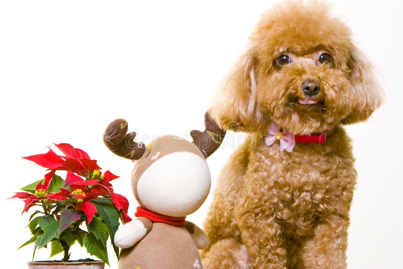 Cute poodle dog stock image. Image of canine, single - 17318109