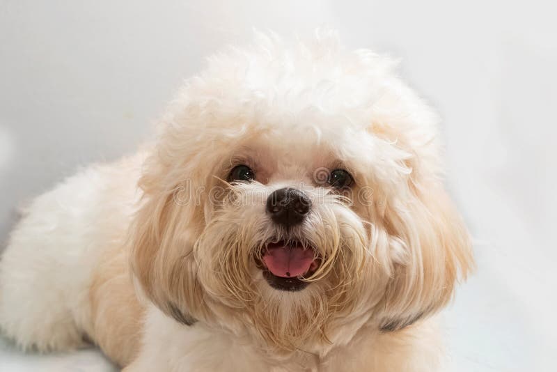Face of poodle dog stock image. Image of purebred, friend - 39302529