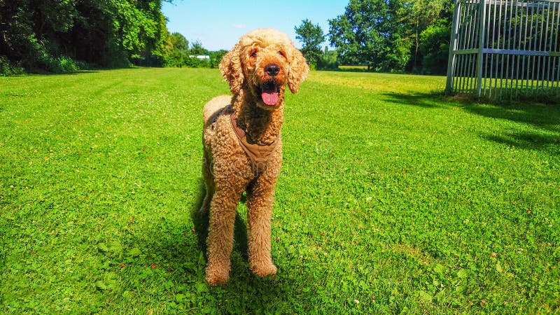 Cute Poodle is Playing with a Ball Stock Photo - Image of domestic ...