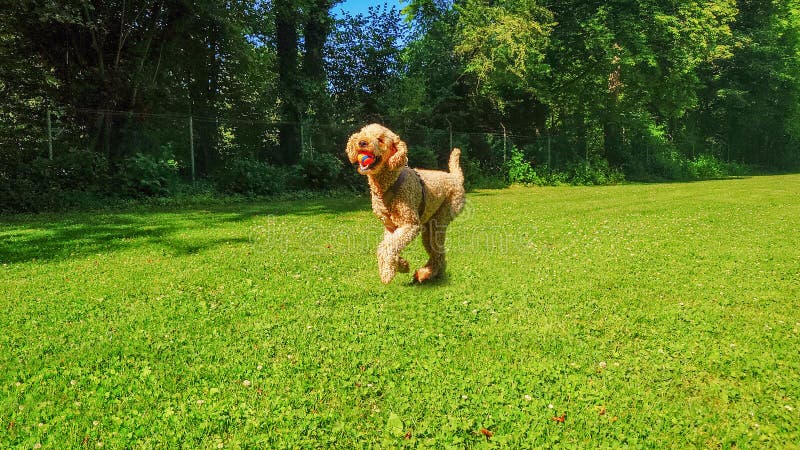 Cute Poodle is Playing with a Ball Stock Image - Image of front, hair ...