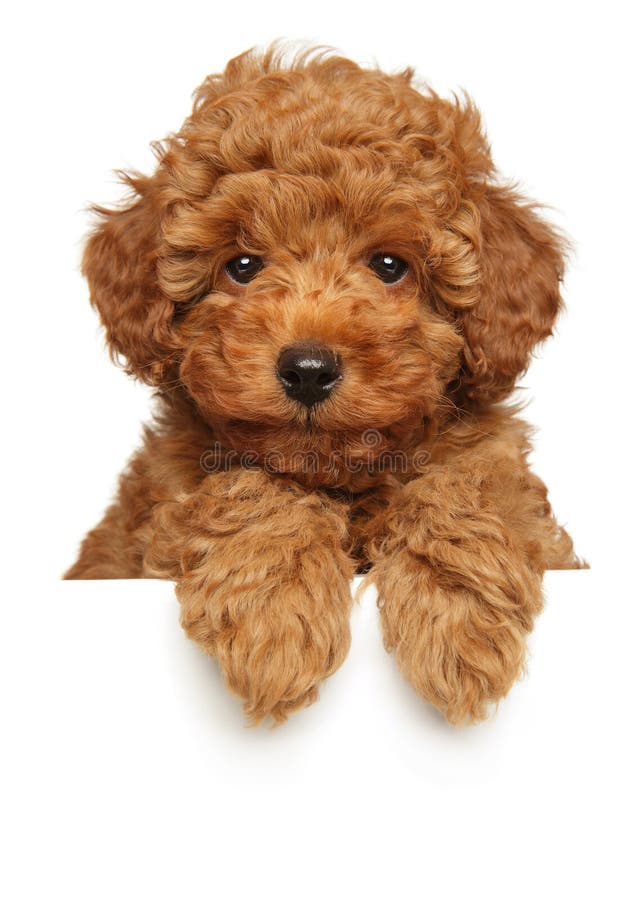 A Cute Poodle in a Pet Store Stock Image - Image of adorable, mammal ...