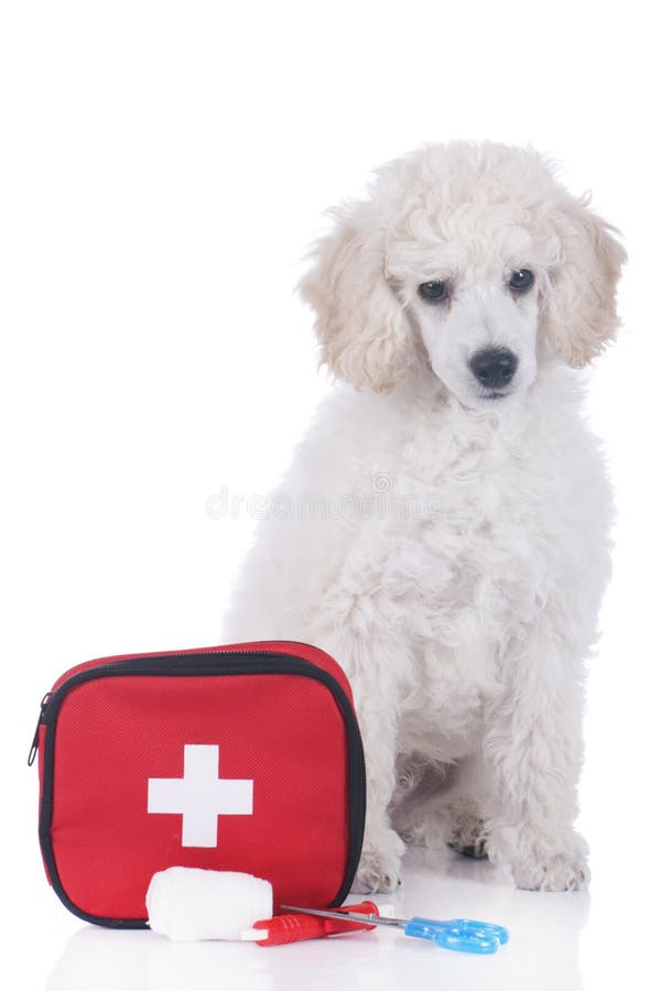 Cute Poodle Puppy With First Aid Kit Stock Image - Image of animal ...