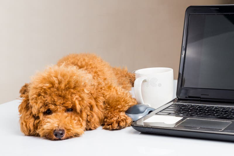 Poodle and Laptop stock photo. Image of laptop, canine - 970494