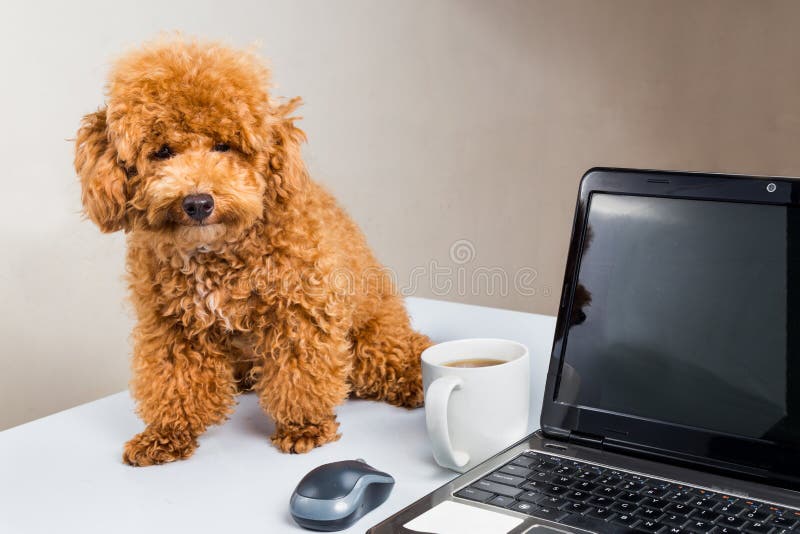 Cute Poodle Puppy Sitting on Office Desk with Laptop Computer Stock ...