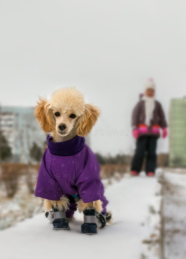 Cute Poodle Puppy in Winter Clothes Stock Image - Image of coveralls ...