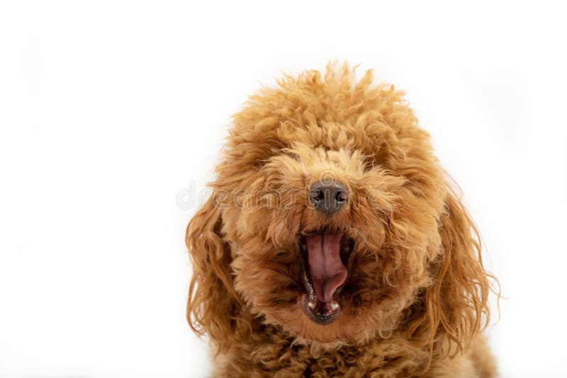 Poodle dog yawning stock photo. Image of posing, elegance - 36919552