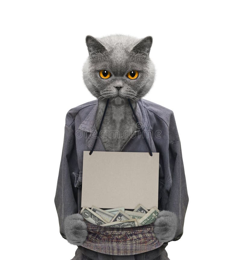 Cute Poor Unfortunate Cat Begging Stock Photo - Image of cash, arrest ...