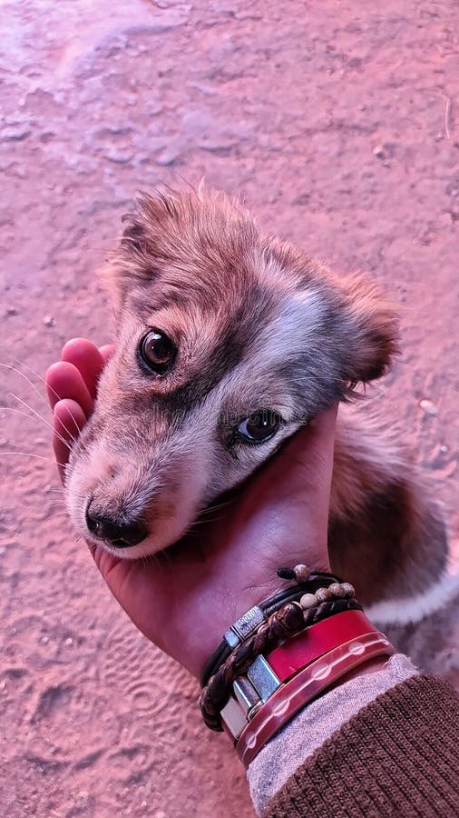 Cute poppy animal look dog stock image. Image of nose - 248032791