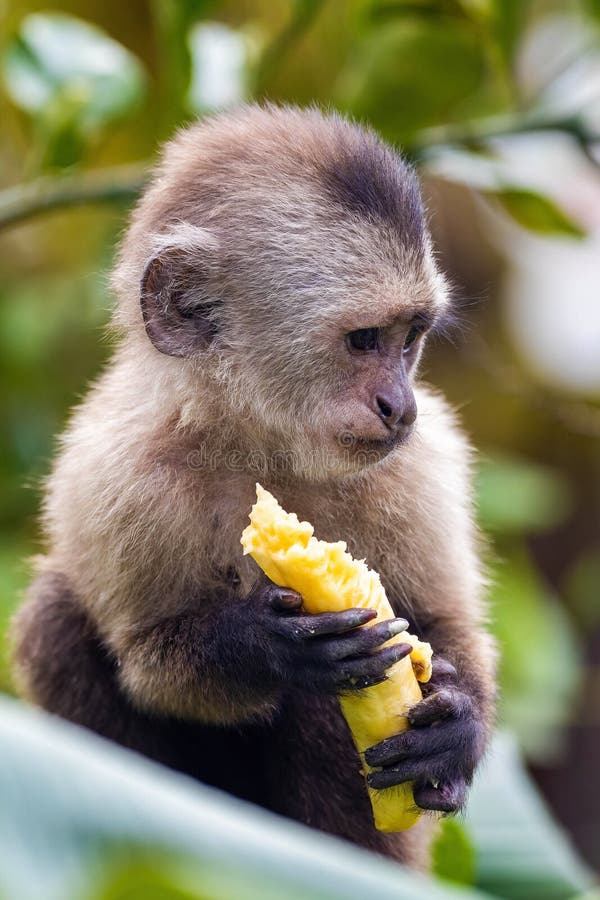 Cute Portrait of Capuchin Wild Monkey Eating Banana Stock Photo - Image ...