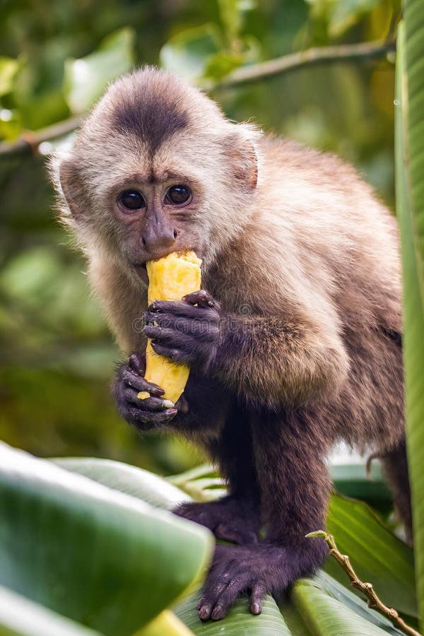 Cute Portrait of Capuchin Wild Monkey Eating Banana Stock Photo - Image ...
