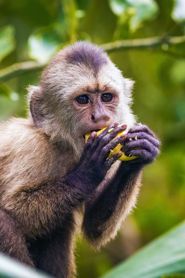 Cute Portrait of Capuchin Wild Monkey Eating Banana Stock Photo - Image ...